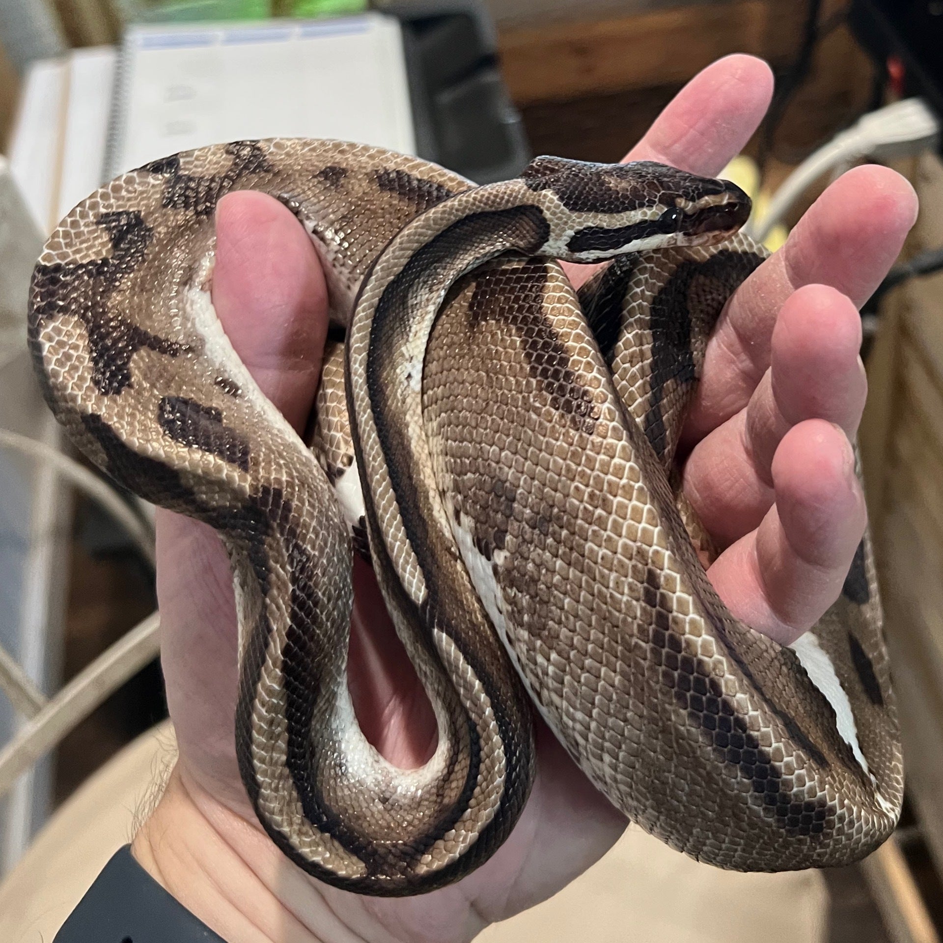 Pied Ball Python | RROW