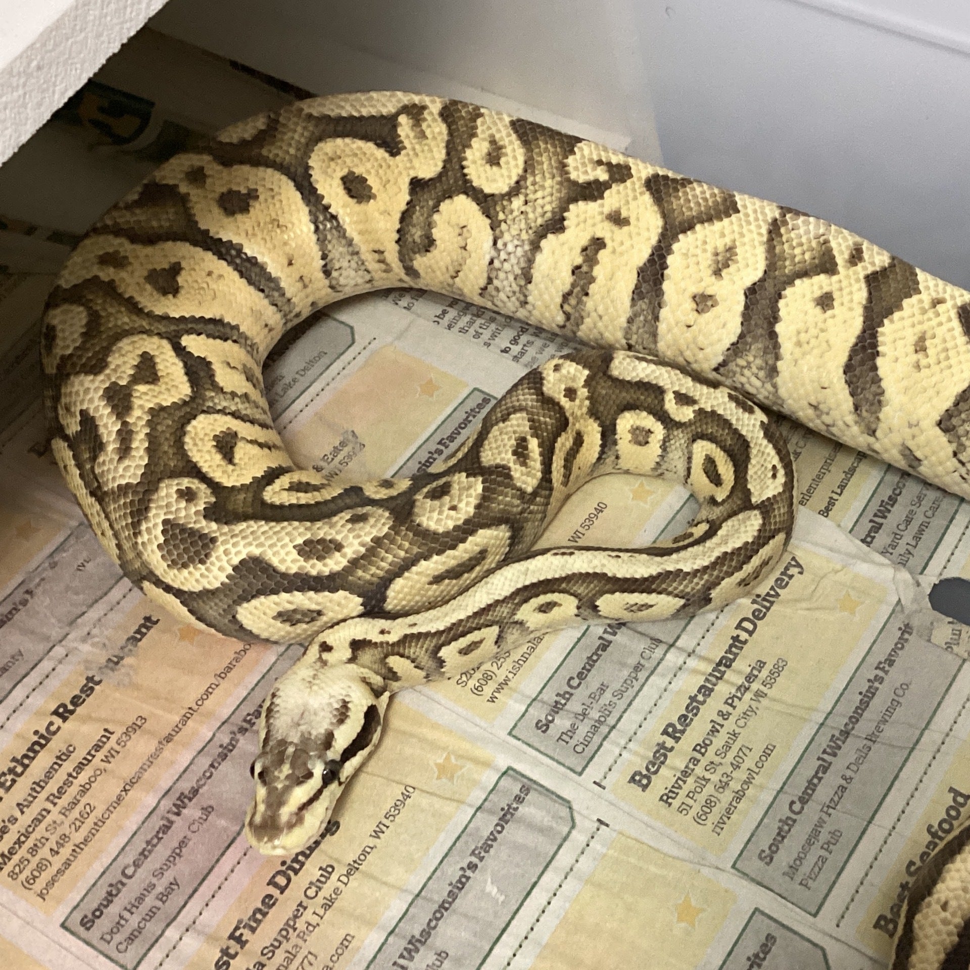 Super Pastel Ball Python | RROW